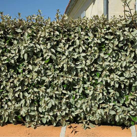 Elaeagnus ebbingei - Pot de 2 litres - Gamm vert