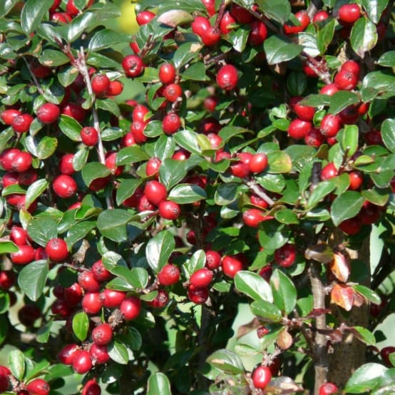 Cotoneaster franchetti - Pot de 7.5 litres - Gamm vert