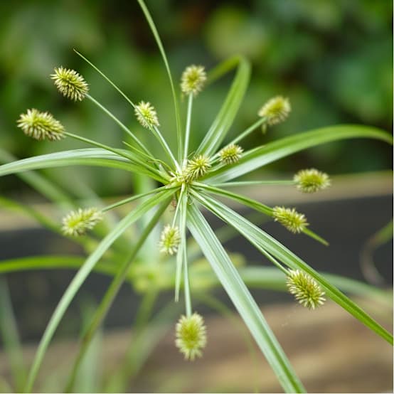 Cyperus Alternifolius - Gamm vert