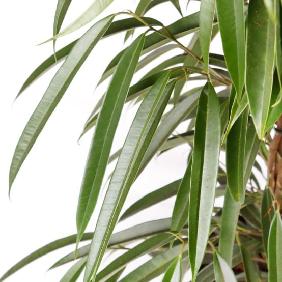 FICUS binnendijkii 'Alii' - Gamm vert