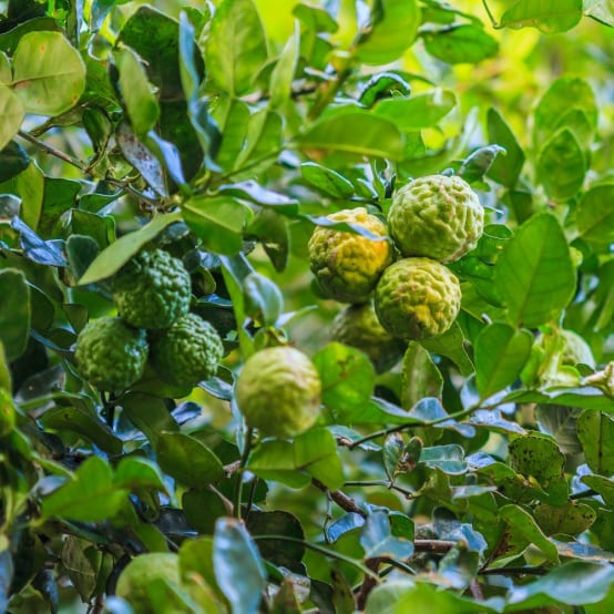 Combava - Pot de 2 litres - Gamm vert