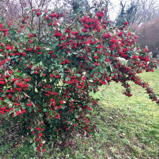 Cotoneaster lactea - Pot de 2 litres - Gamm vert