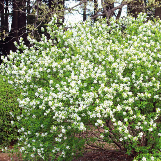 Exochorda racemosa - Pot de 4 litres - Gamm vert