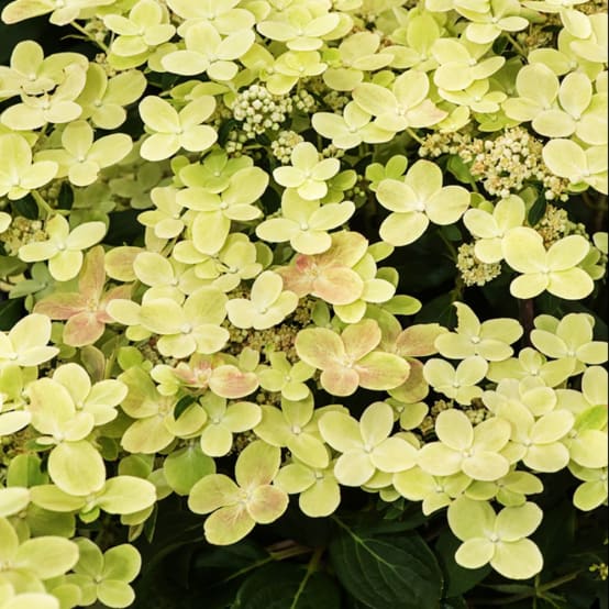 Hydrangea paniculata Polestar - Hortensia paniculé - Pot de 5 litres ...
