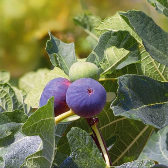 Figuier nain Fruitality® Figality - Pot de 3 litres - Gamm vert