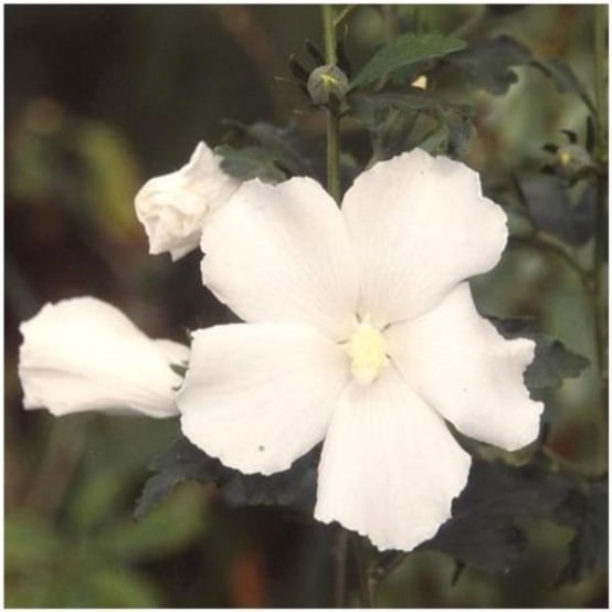 Hibiscus Syriacus Eleonore Pot De 4 Litres Gamm Vert