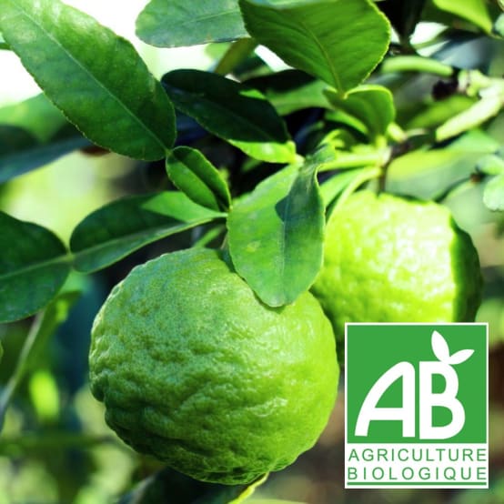 Combava Bio - Pot de 3 litres - Gamm vert