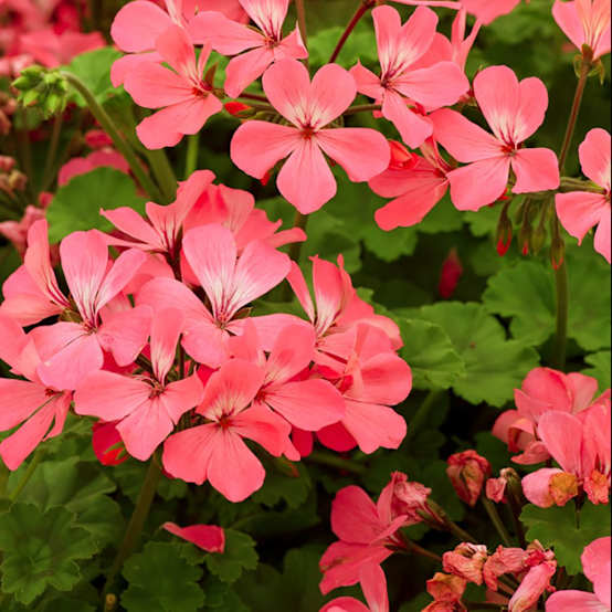 Géranium Caliente saumon lot de 3 - BQT 10 GODETS 7CM - Gamm vert