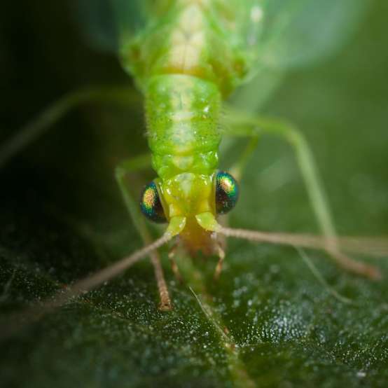 Chrysope Chrysoperla carnea 300 œufs - BIOTOP - Gamm vert