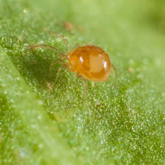 Acarien prédateur Phytoseiulus persimilis boîte de 500 - BIOTOP - Gamm vert