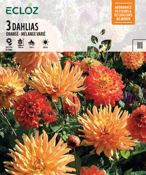 Dahlia à fleurs mélange varié orange X3 cal II – ECLOZ - Gamm vert