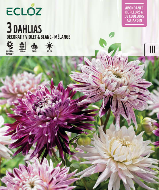 Dahlia décoratif violet & blanc mélange X3 cal II - ECLOZ - Gamm vert