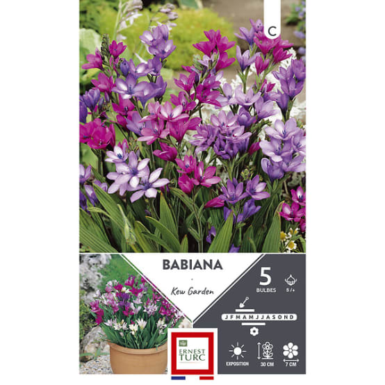Babiana kew garden x5 plante bulbeuse ET PRI N - Gamm vert