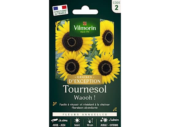 Tournesol variété pyramidale vert foncé VILMORIN - Gamm vert