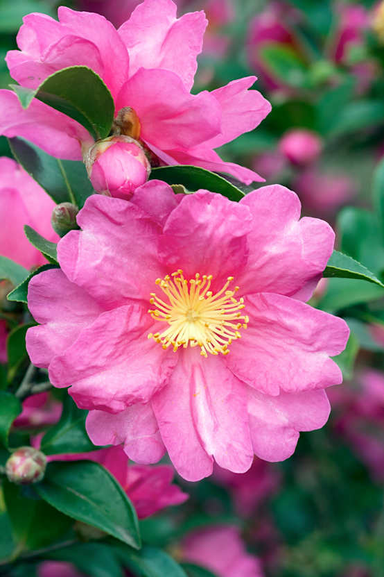 Camellia sasanqua 'Kanjiro' - Camélia d'automne - Pot de 4 litres ...