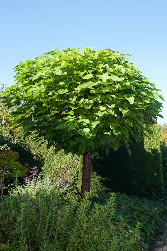 Catalpa bignonioides 'Nana' - Catalpa boule - Pot de 30 litres - Gamm vert