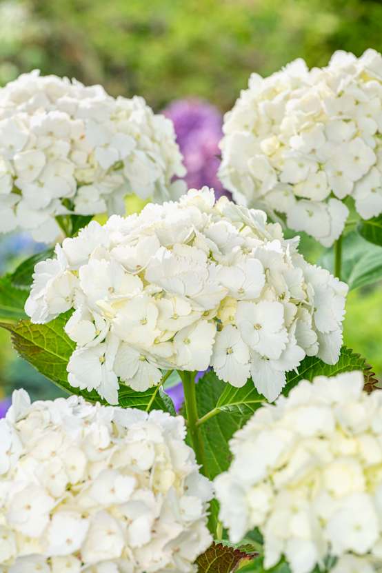 Hydrangea macrophylla 'Soeur Therese' - Hortensia - Pot de 3 litres ...