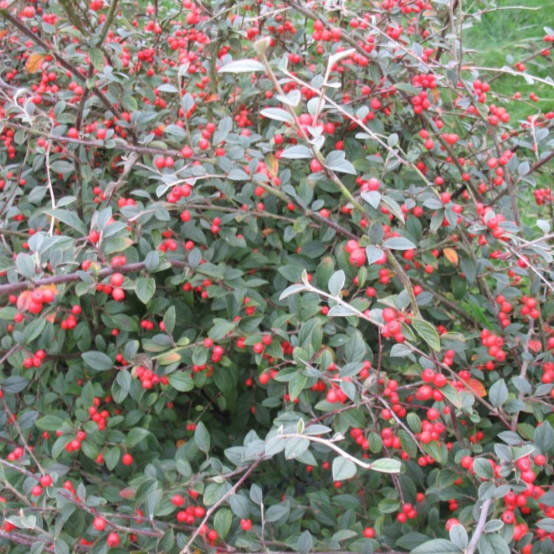 Cotoneaster franchetii - Pot de 2 litres - Gamm vert