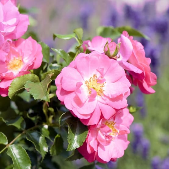 Rosier Décorosier® EMERA® - Pot de 2 litres - Gamm vert