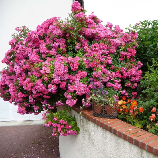 Rosier Décorosier® EMERA® - Pot de 2 litres - Gamm vert