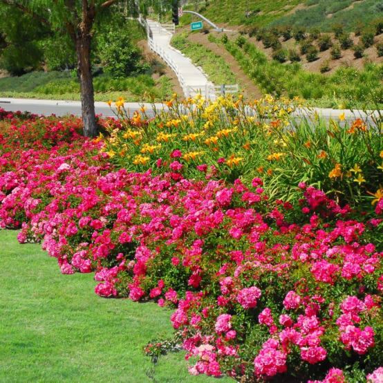 Rosier Décorosier® EMERA® - Pot de 2 litres - Gamm vert