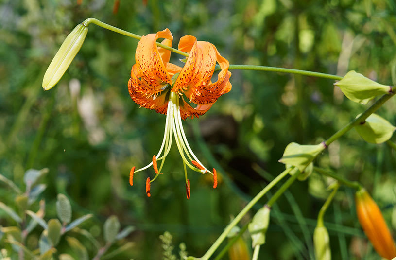 Lis ou Lys : variétés, plantation et entretien - Gamm vert