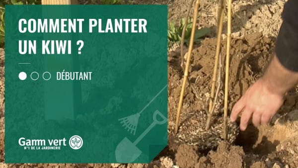 Kiwi - Gamm vert