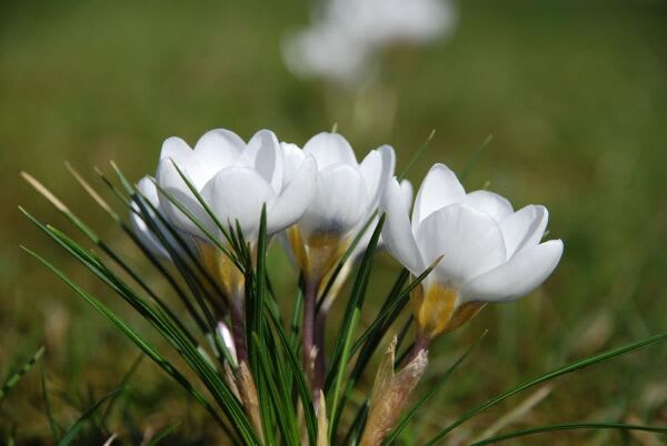 Crocus - Gamm vert